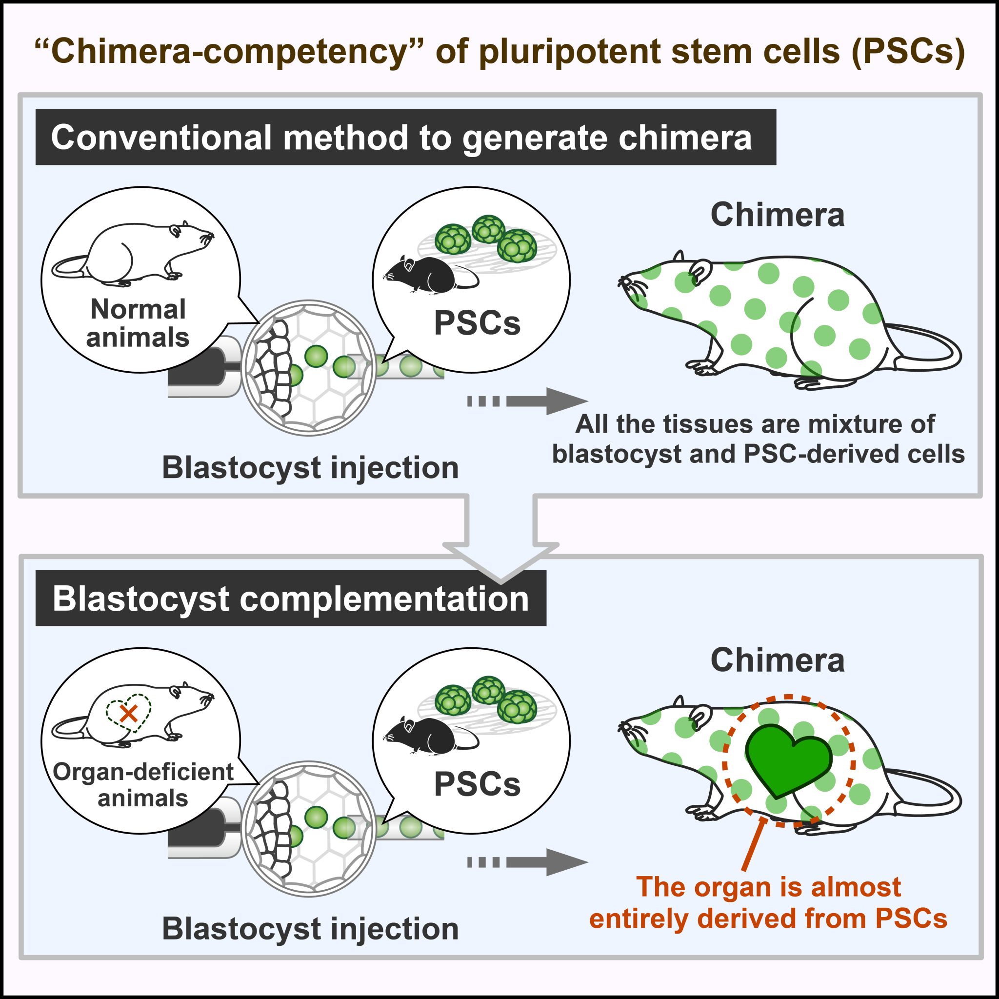Division of Mammalian Embryogenesis, Department of Homeostatic ...